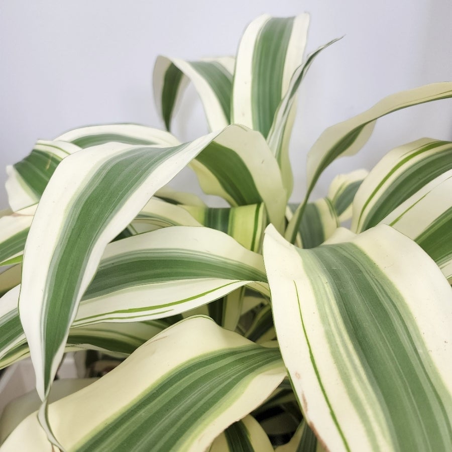 Dracaena White Aspen | Botanicals